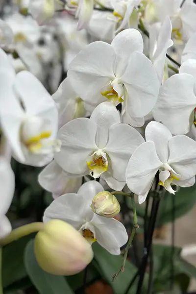 Metropolitan Plant and Flower Exchange :: Fort Lee, West Orange ...